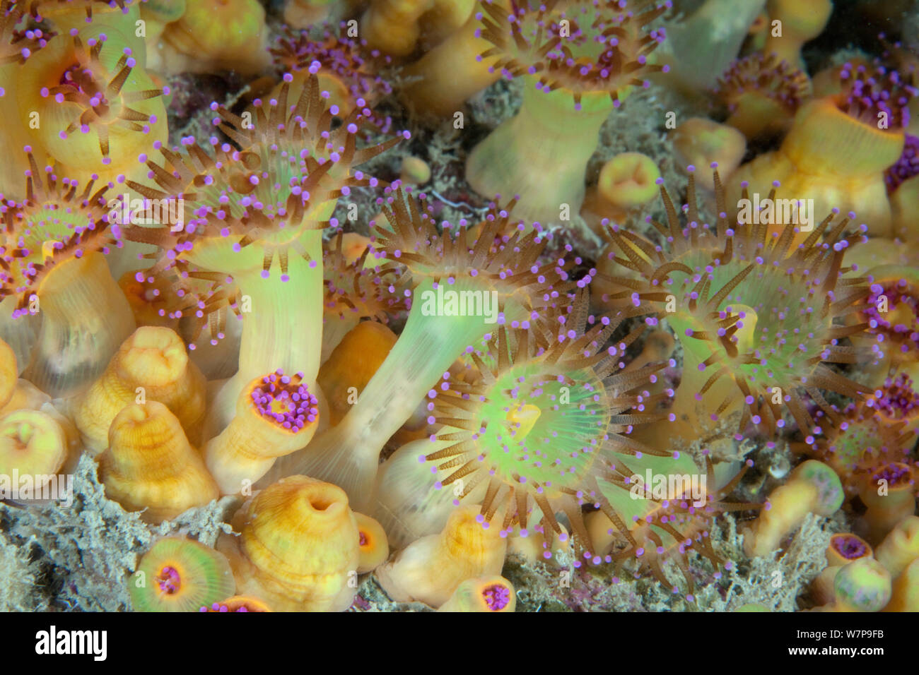 Jewel Anemones (Corynactis viridis). Pavlaison, Sark, British Channel ...