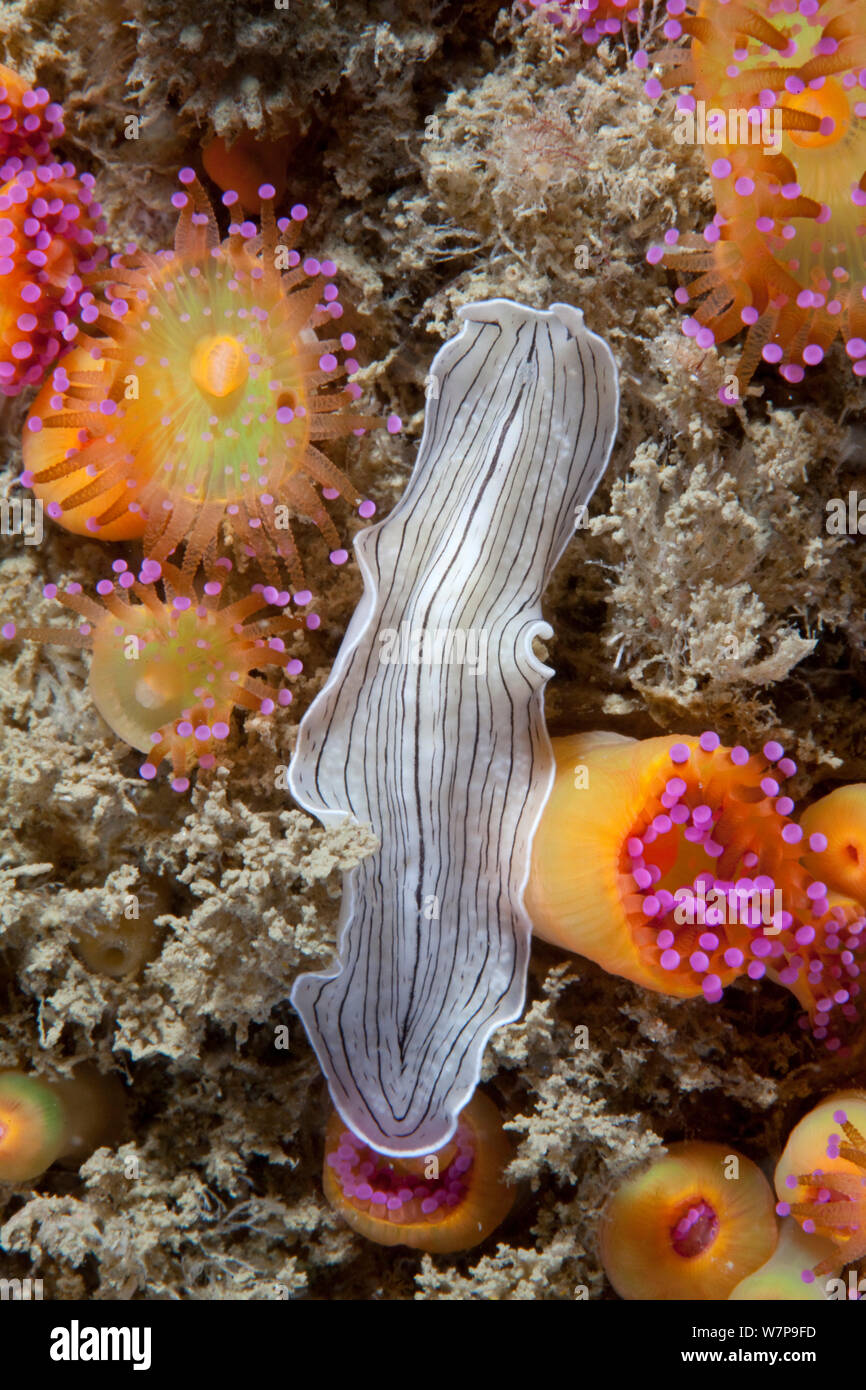 Marine flatworms hi-res stock photography and images - Alamy