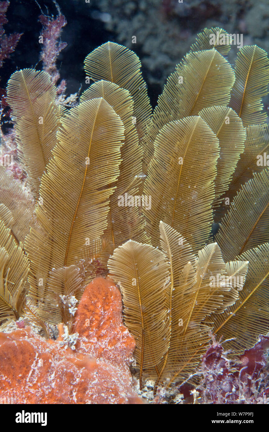 Feather Hydroids (Gymnangium montagui). Pavlaison, Sark, British ...