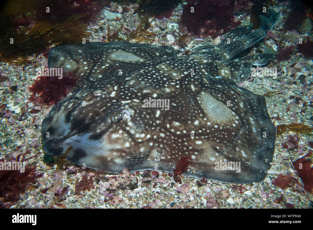Raja undulata undulate ray hi-res stock photography and images - Alamy