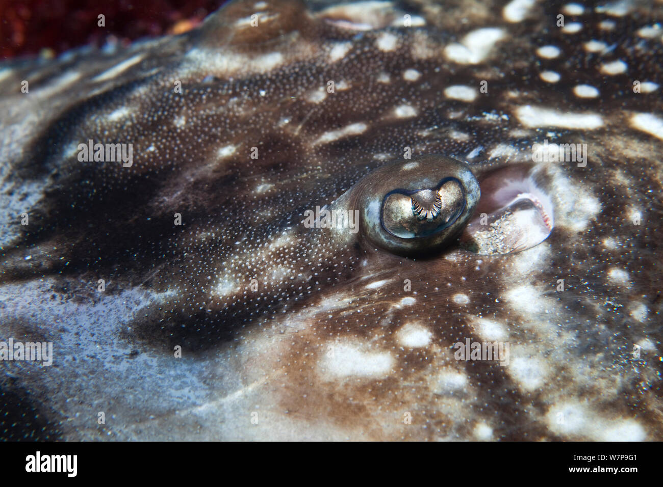 Raja undulata undulate ray hi-res stock photography and images - Alamy