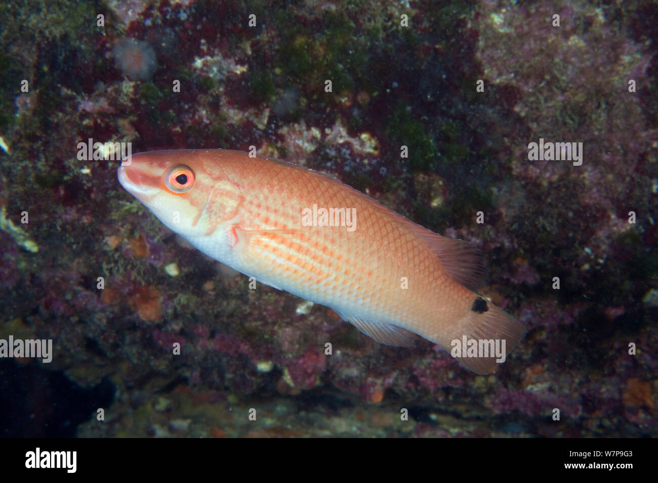 Goldsinny Wrasse (Ctenolabrus rupestris). Maseline Harbour, Sark ...