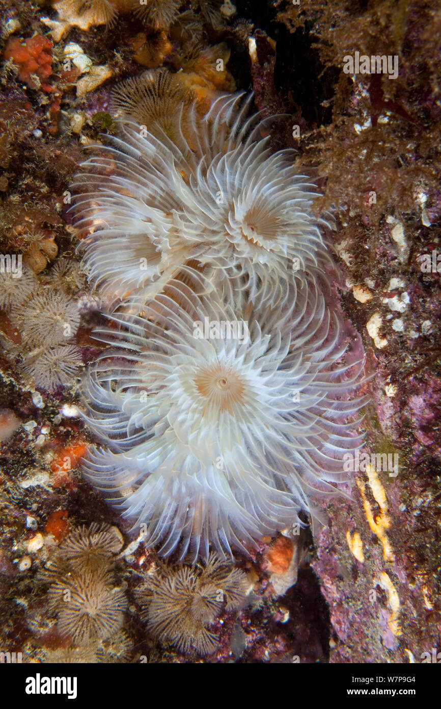 Spiral Fan Worm (Bispira volutacornis). Maseline Harbour, Sark, British ...