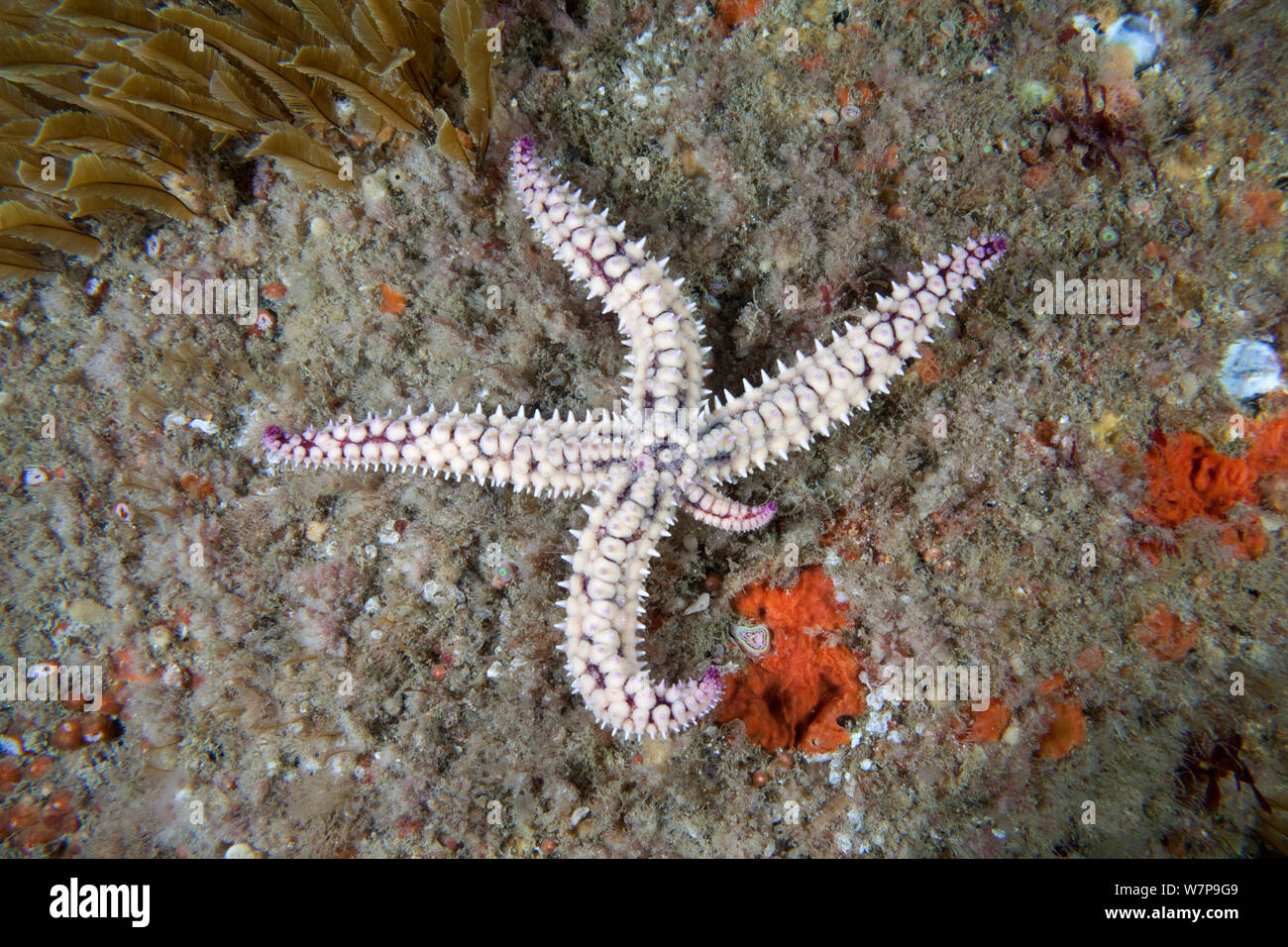 Spiny Starfish (Marthasterias glacialis) growing a new limb. Vingt Clos ...