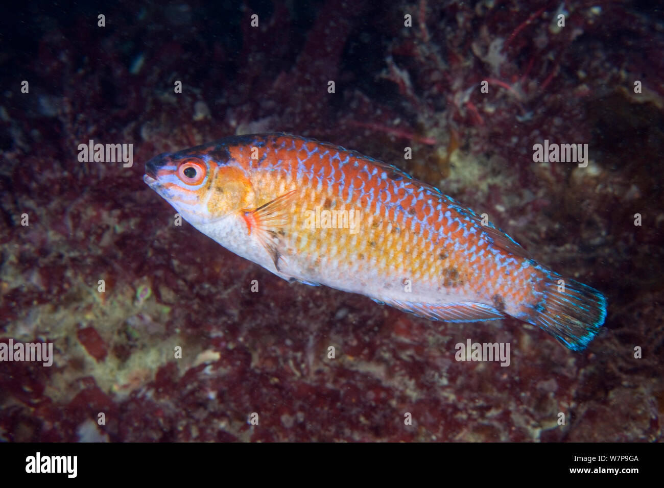 Rock Cook Wrasse (Centrolabrus exoletus) male. Guillaumesse, Sark ...