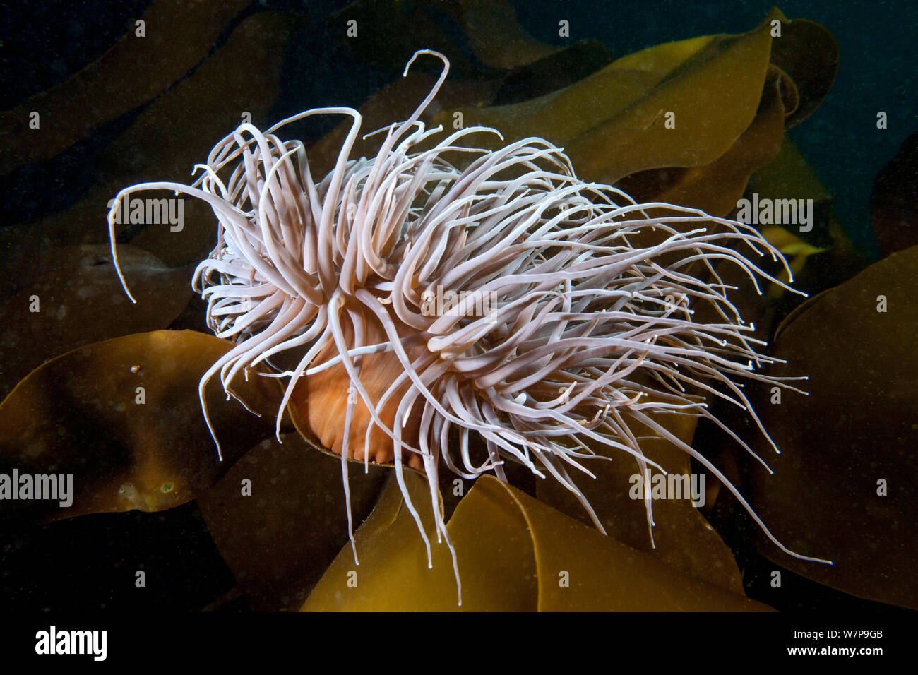 Snakelocks Anemone (Anemonia viridis). Maseline Harbour, Sark, British ...