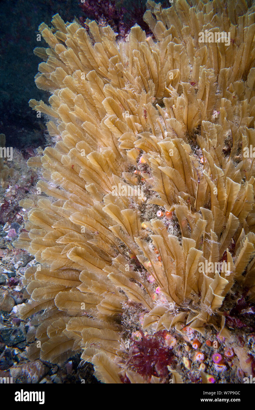 Feather hydroids gymnangium montagui sark hi-res stock photography and ...