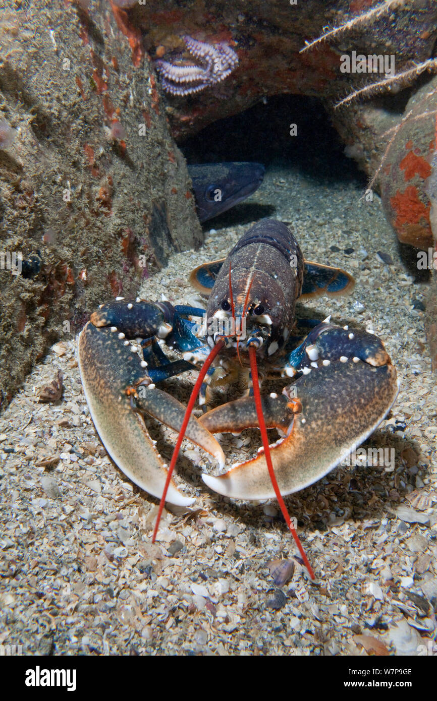 European Lobster (Homarus gammarus) Les Dents, Sark, British Channel ...