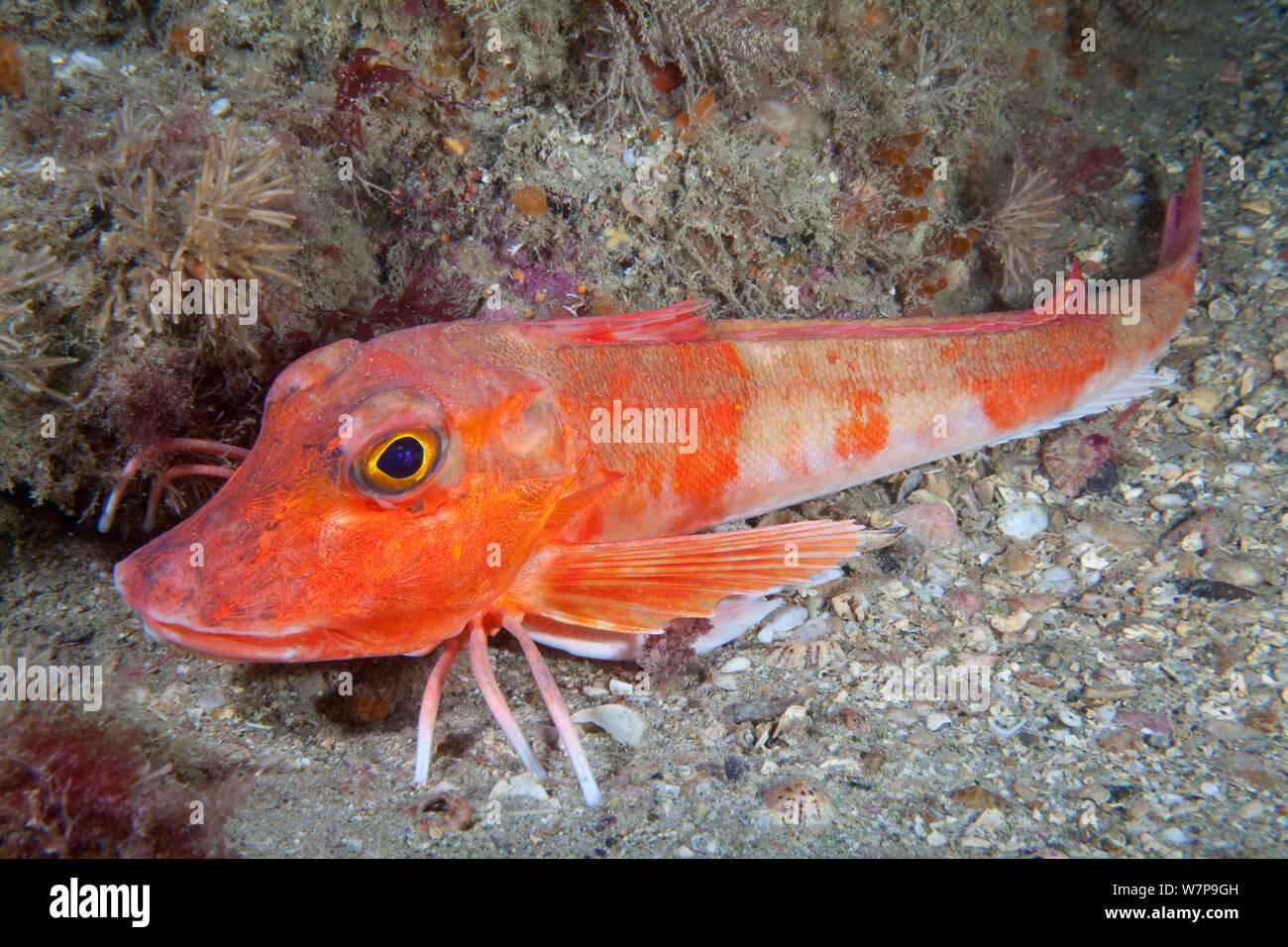 Red Gurnard (Aspitrigla / Chelidonichthys cuculus). Les Dents, Sark ...