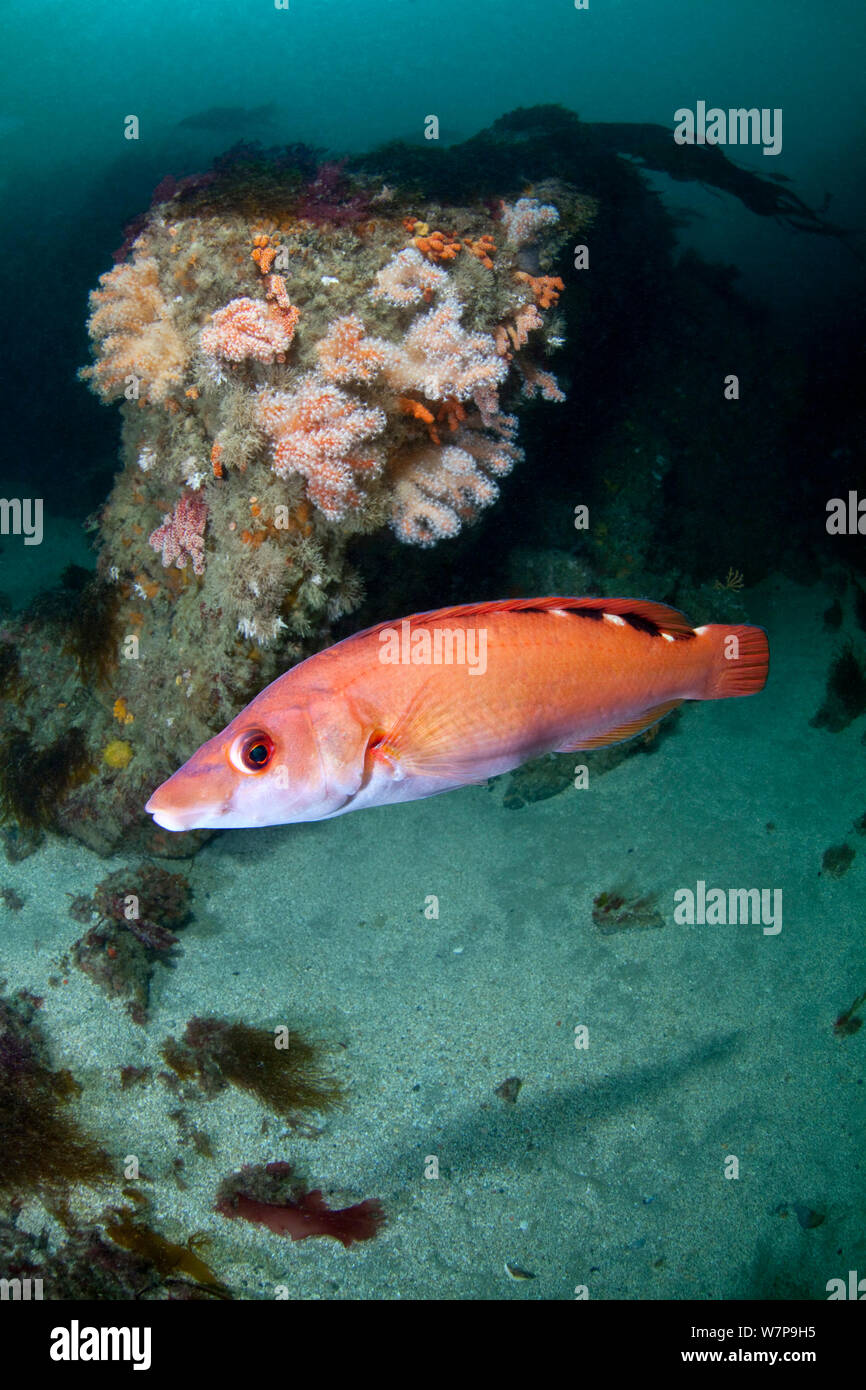 Female Cuckoo Wrasse (Labrus mixtus) and Red Fingers Soft Coral ...