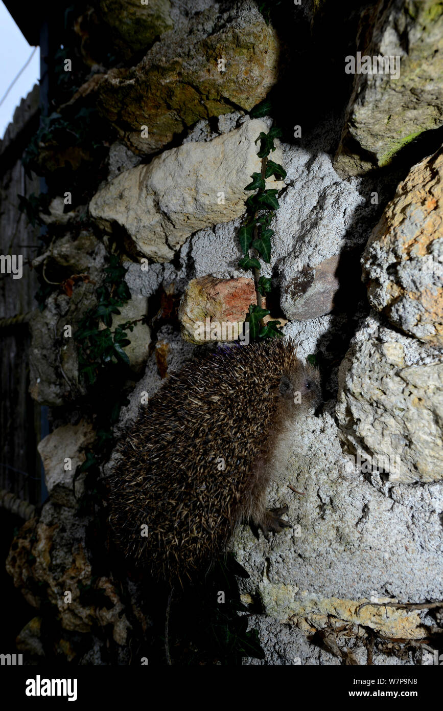 Climbing hedgehog hi-res stock photography and images - Alamy
