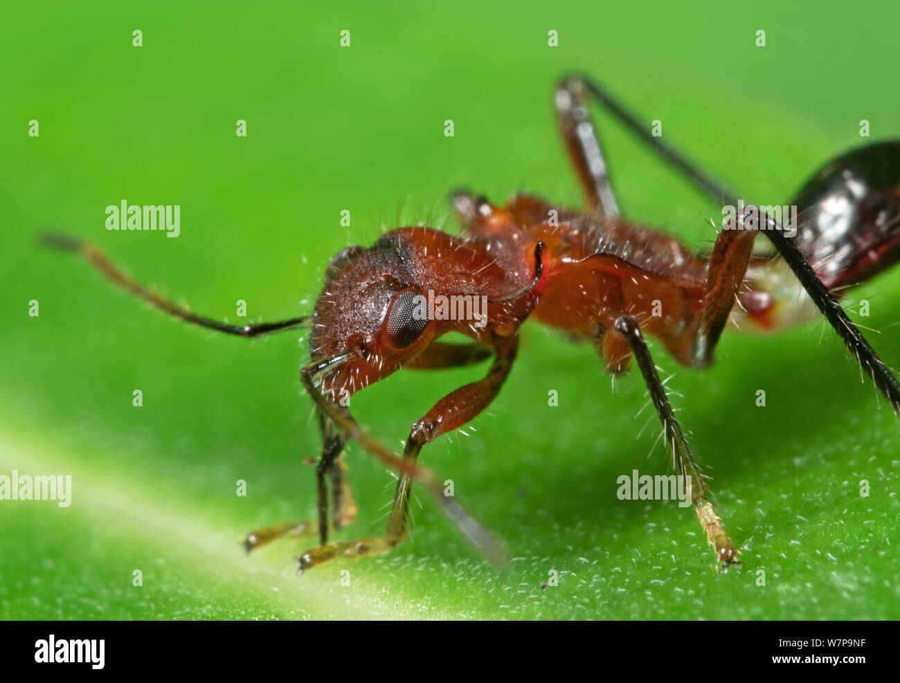 Macro Photography of Assassin Bug on Green Leaf Stock Photo - Alamy