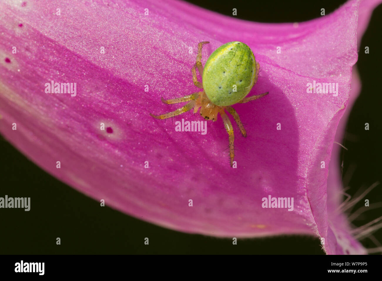 Spider (Araniella cucurbitina) on Foxglove flower (Digitalis sp ...