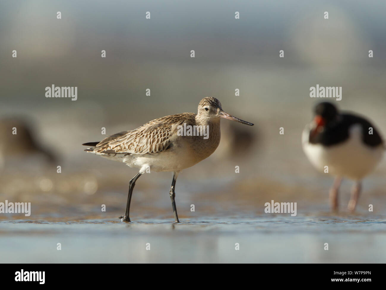 Bar tailed godwit (Limosa lapponica) foraging in water along coastline ...