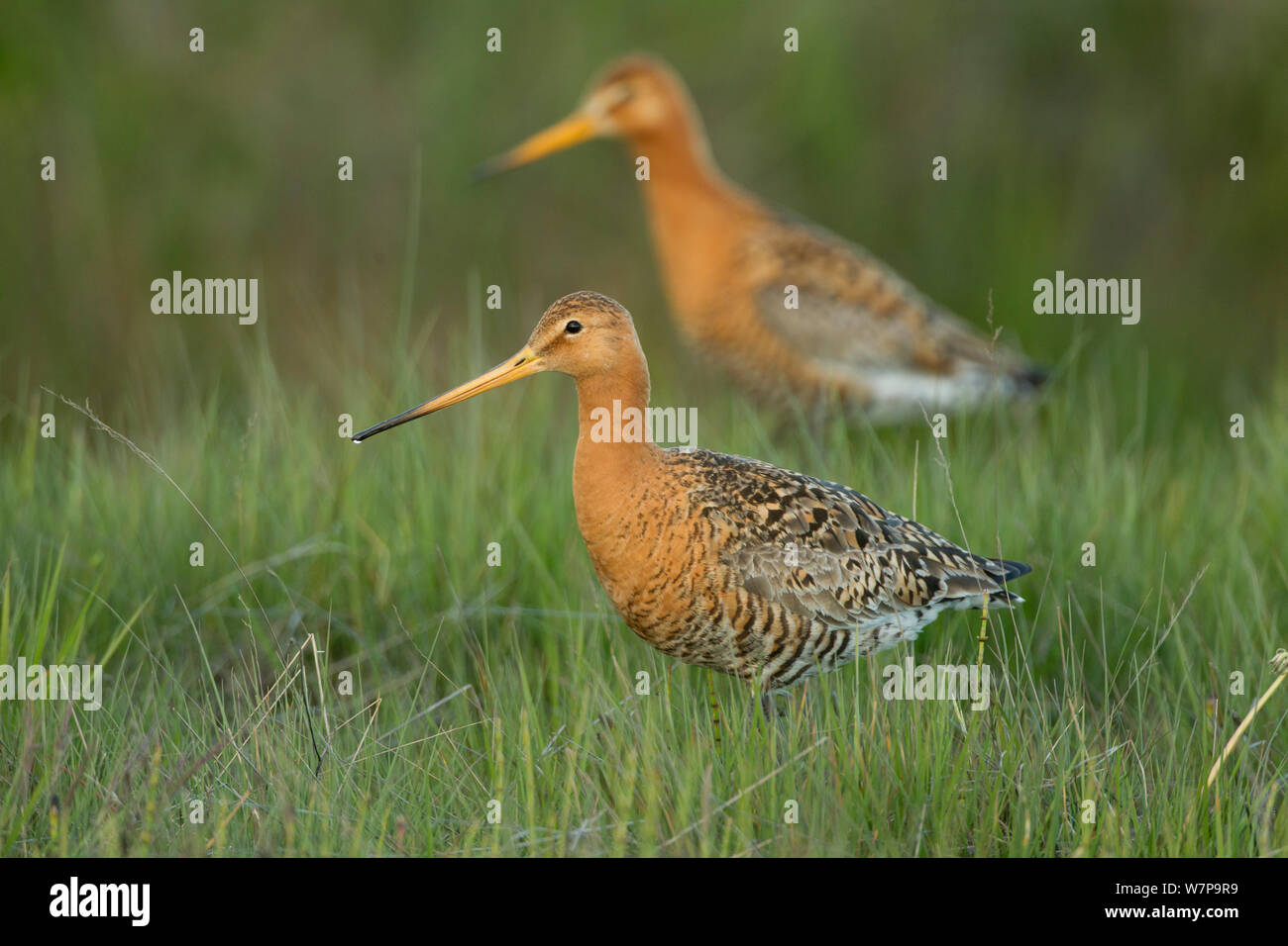 Black tailed Godwits (Limosa limosa) in breeding plumage, Iceland, June ...