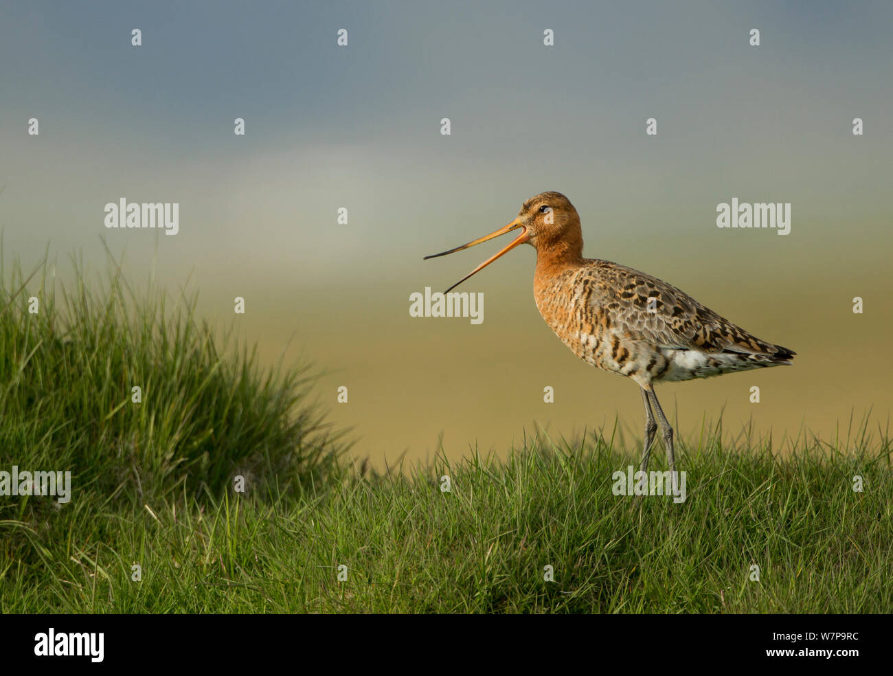 Black tailed Godwit, (Limosa limosa) in breeding plumage, calling ...