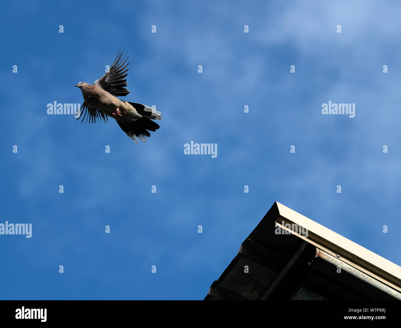White dove in flight on blue sky hi-res stock photography and images ...