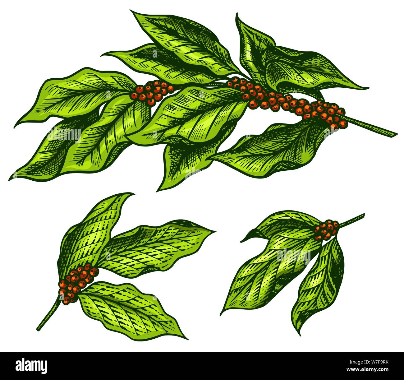 Coffee leaves in vintage style. Hand drawn engraved retro sketch for ...