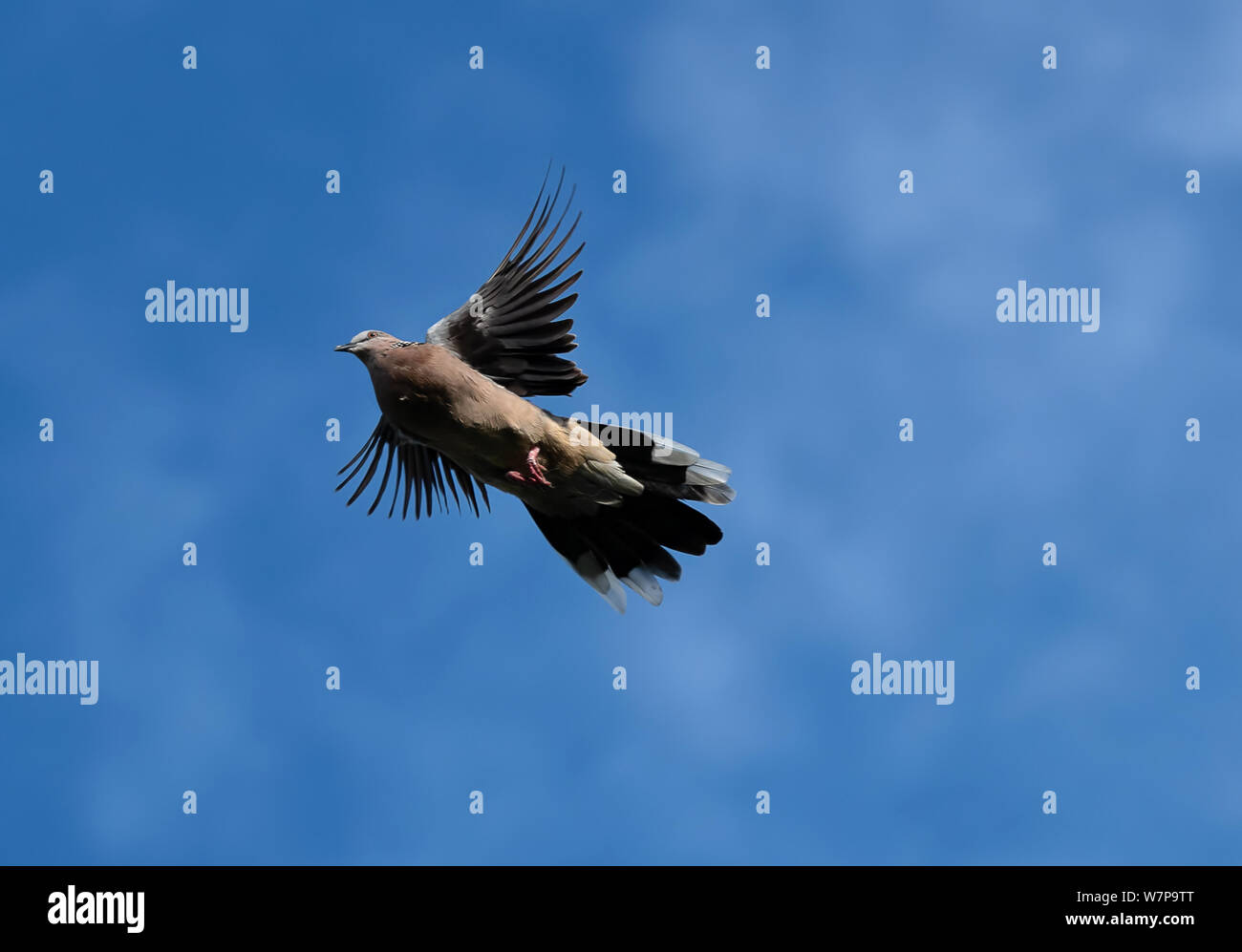 Turtle Dove Flying High Resolution Stock Photography and Images - Alamy
