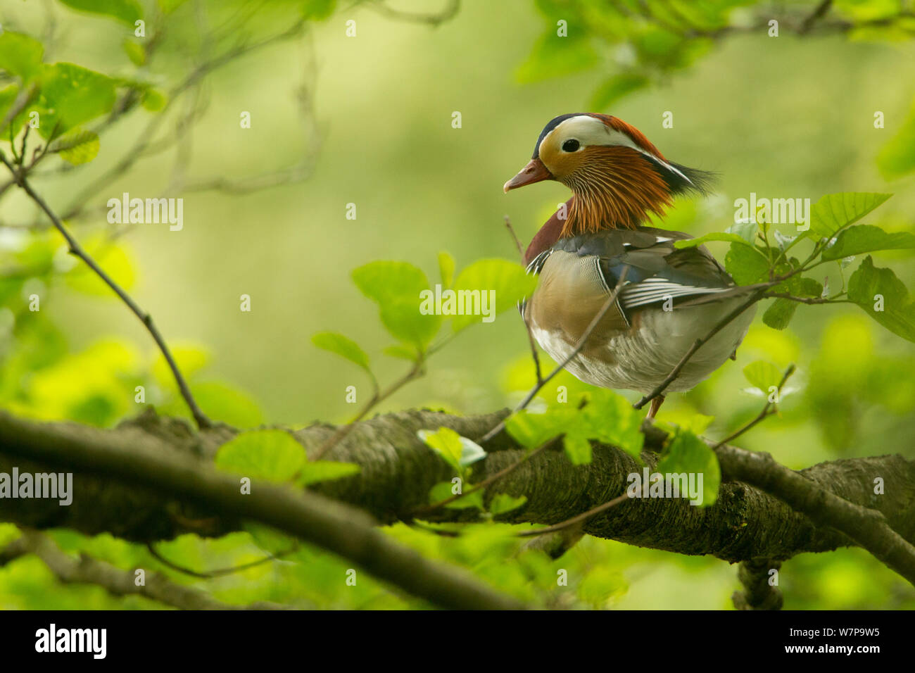 Roosting birds tree hi-res stock photography and images - Alamy