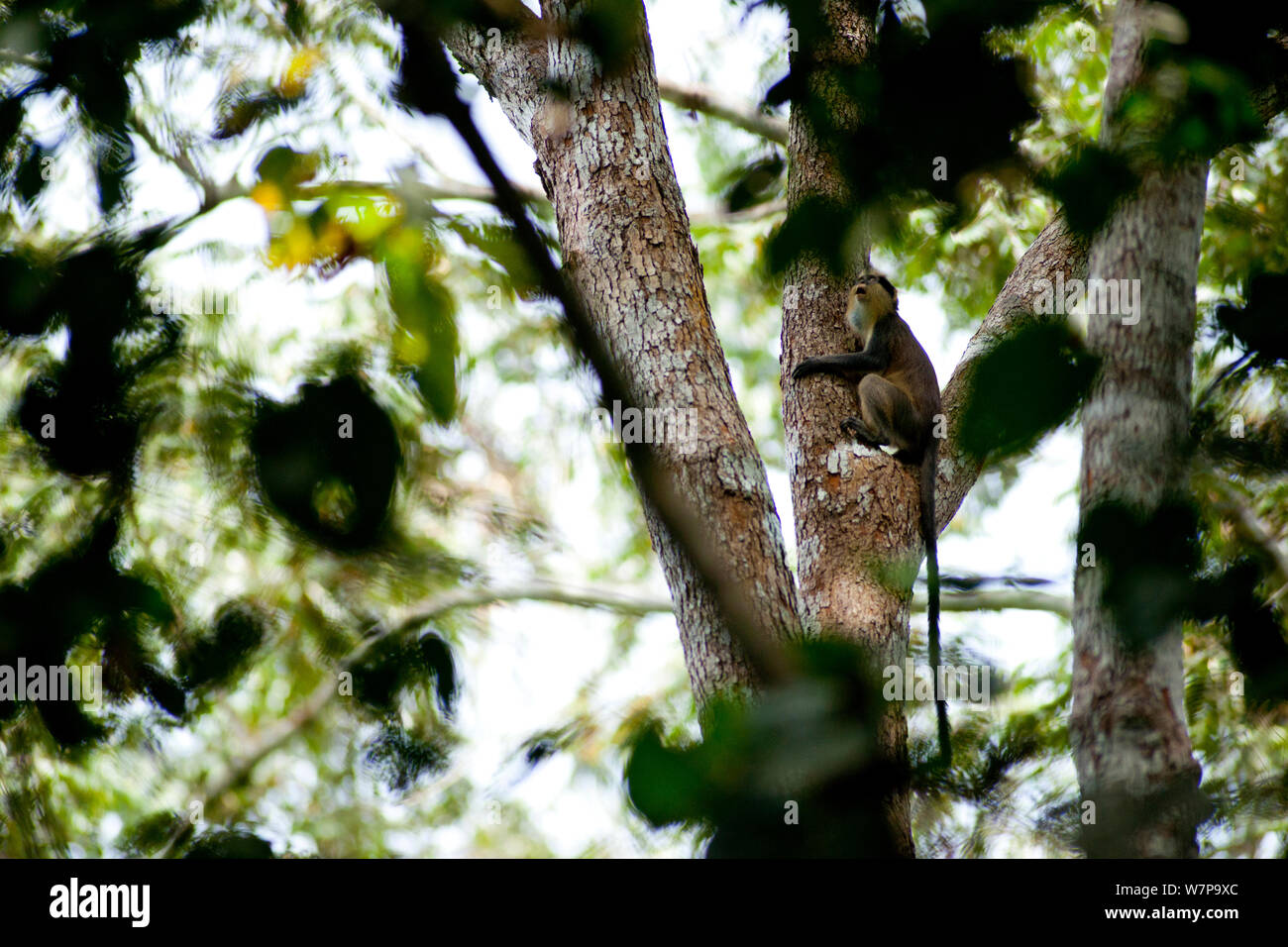 Golden-bellied crowned guenon (Cercopithecus pogonias) climbing tree ...