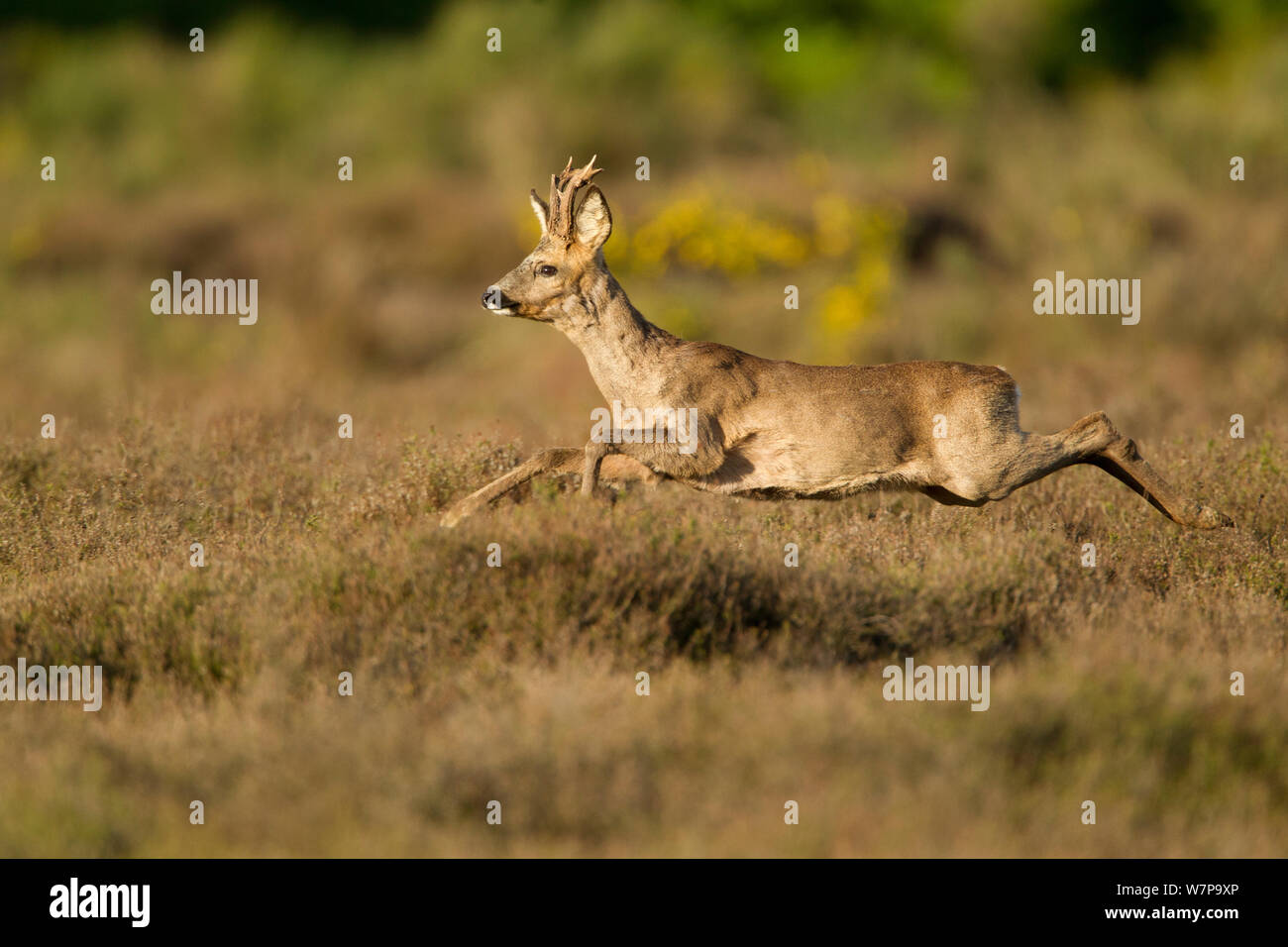 Deer leaping hi-res stock photography and images - Alamy