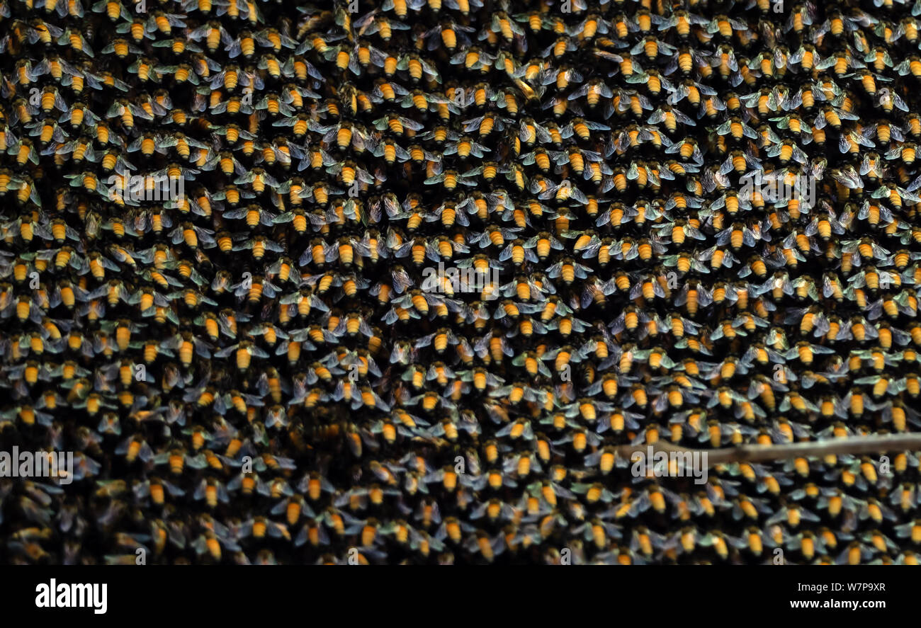 Giant honey bees of asia hi-res stock photography and images - Alamy