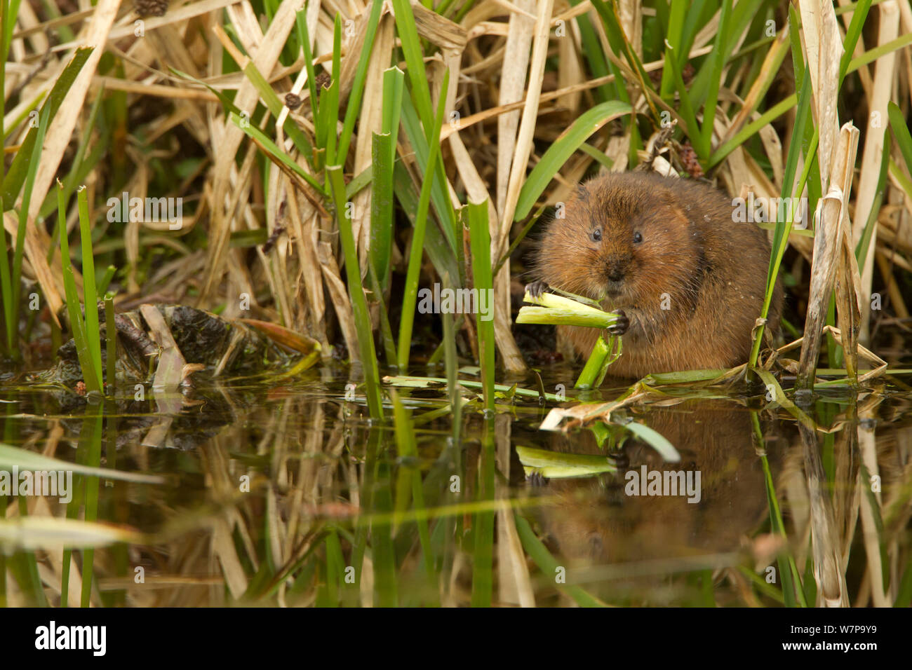 Water voles uk hi-res stock photography and images - Alamy