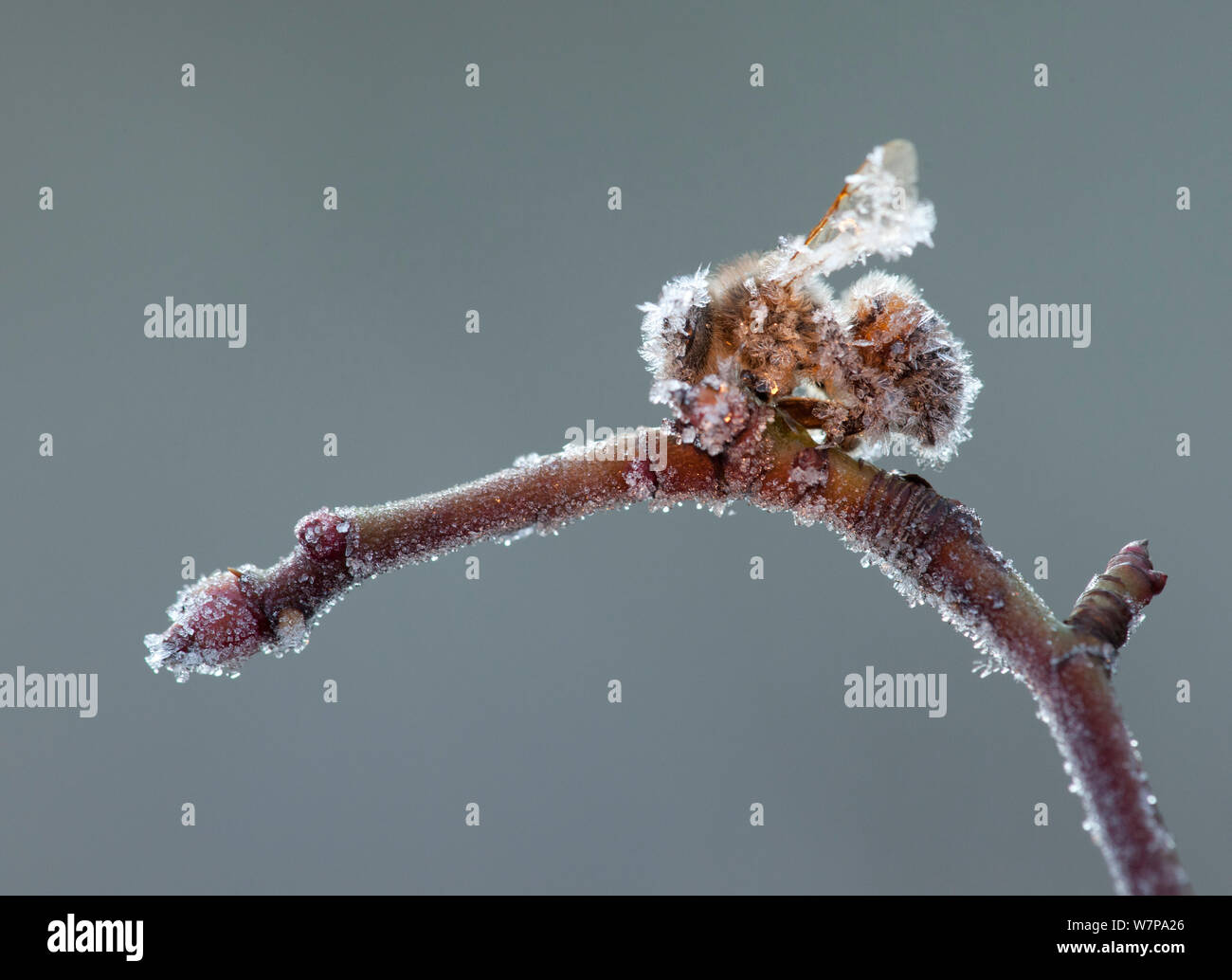 Crystallised ice hi-res stock photography and images - Alamy