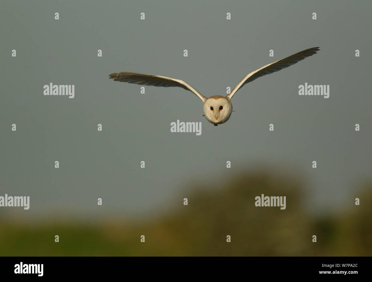 Barn owl (Tyto alba) in flight, hunting behaviour, Lincolnshire, UK May ...