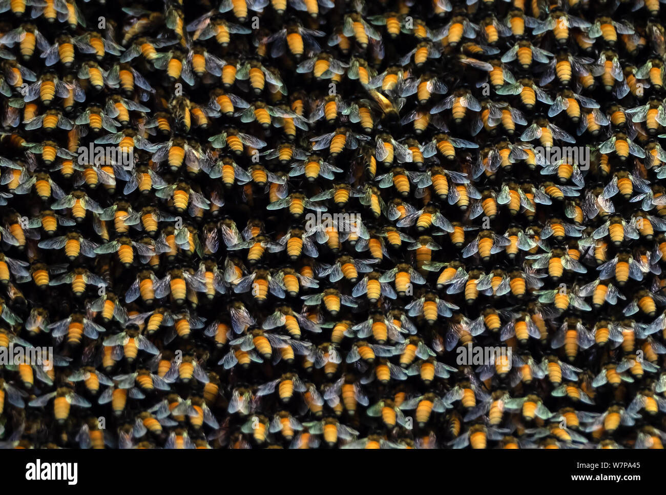 Apis Dorsata High Resolution Stock Photography and Images - Alamy