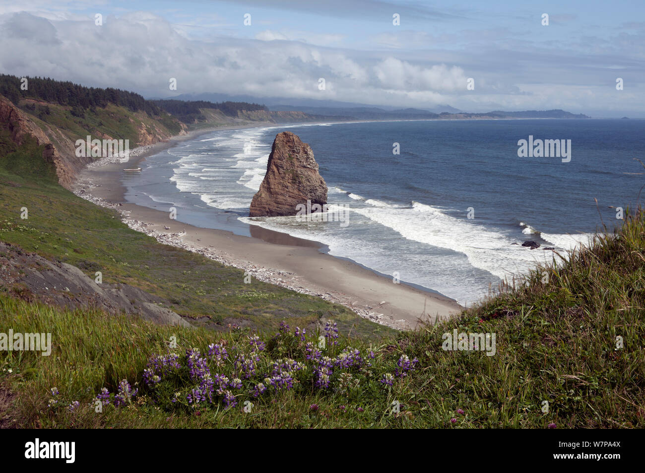 South side of Cape Blanco, Cape Blanco State Park, Oregon, USA, June ...