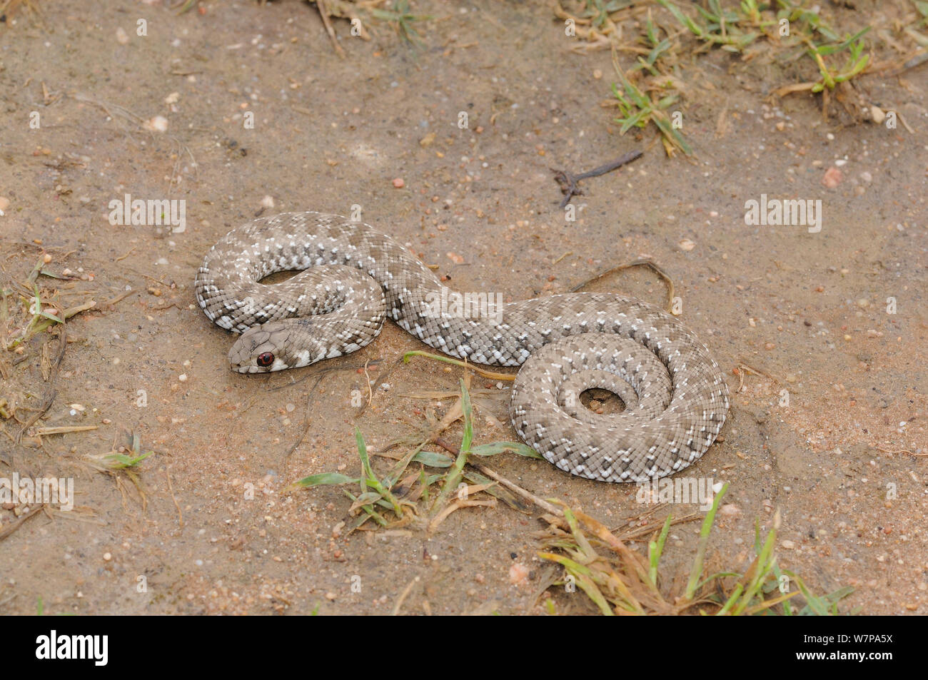Mole snake hi-res stock photography and images - Alamy