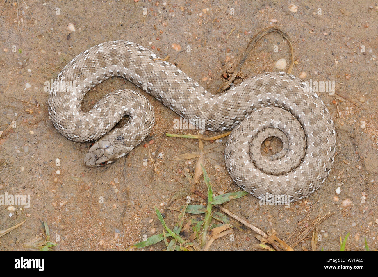 Mole snake hi-res stock photography and images - Alamy