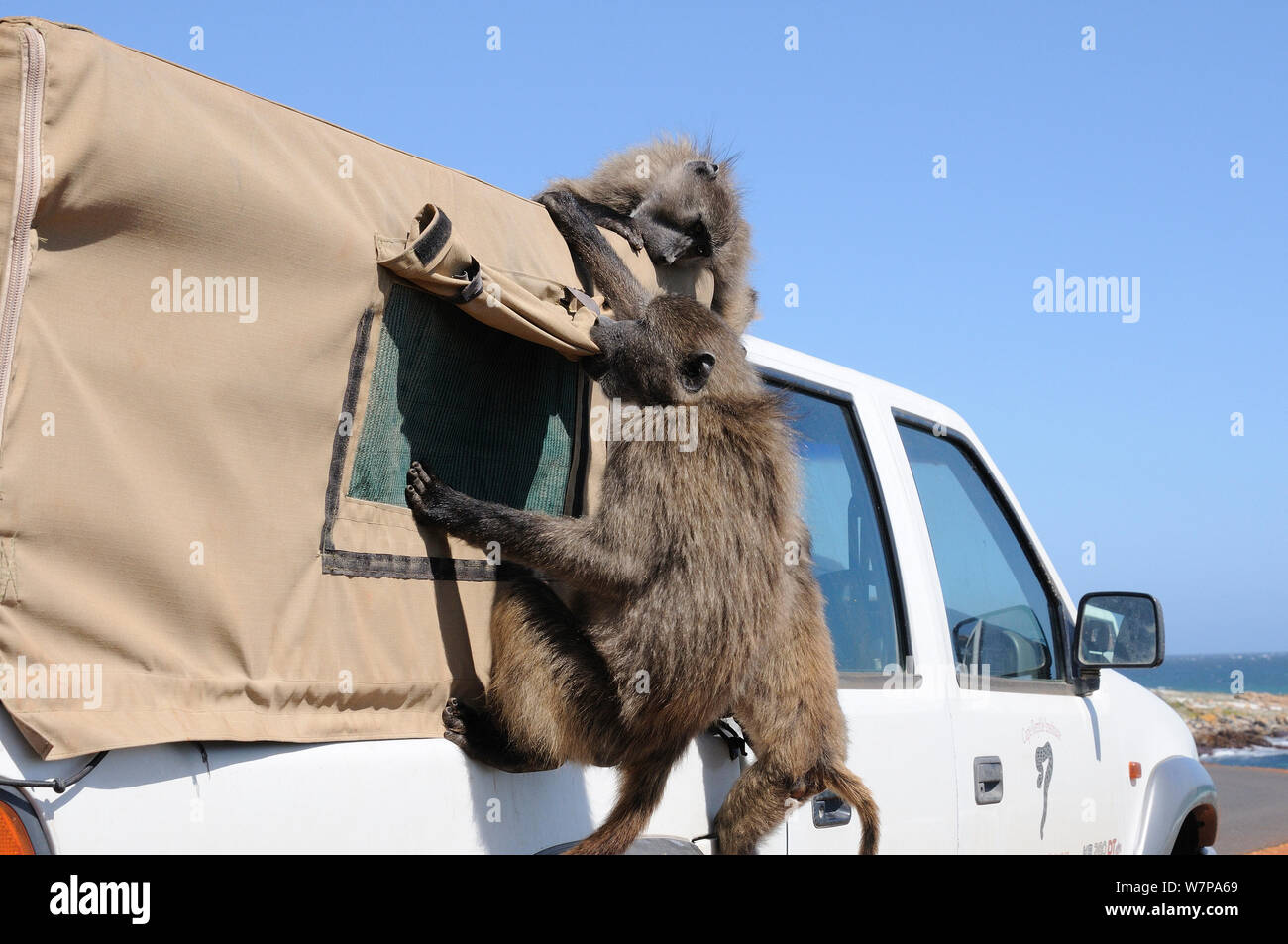 Baboons cape town hi-res stock photography and images - Alamy