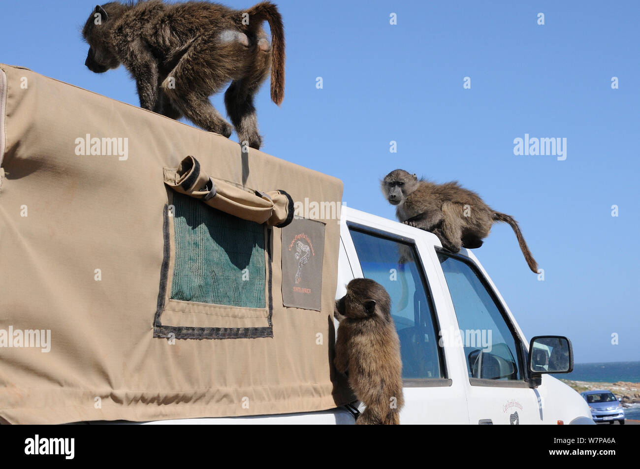 Baboons cape town hi-res stock photography and images - Alamy