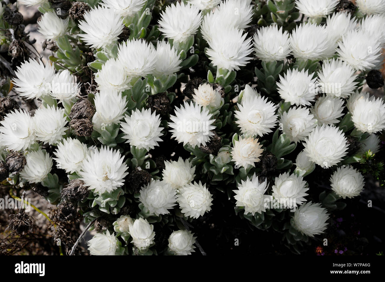 Cape Everlasting (Syncarpha speciosissima) Cape Point. Table Mountain ...
