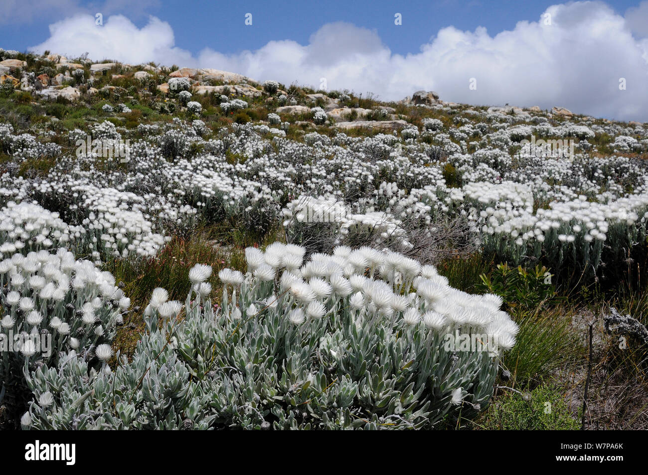 Africa scrubland rocky hi-res stock photography and images - Alamy