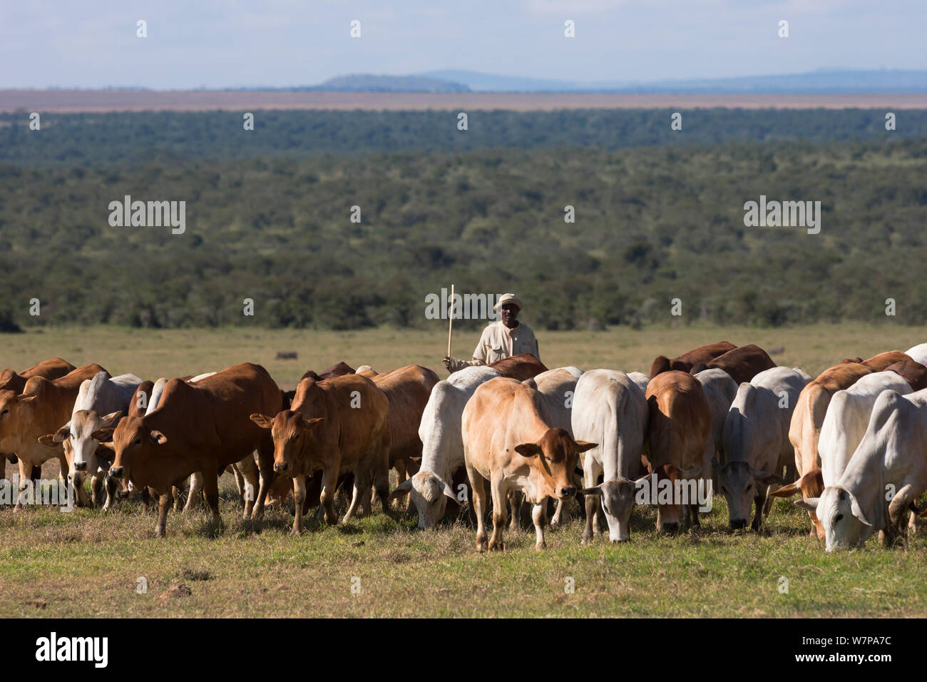 Boran cattle hi-res stock photography and images - Alamy