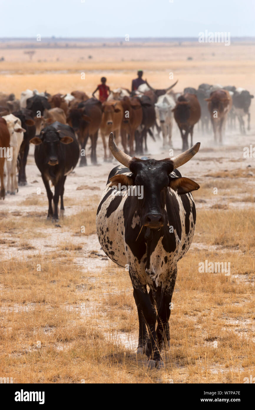 Masai herding cattle kenya hi-res stock photography and images - Alamy