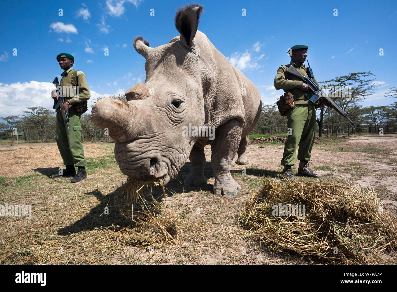 Rhino guards hi-res stock photography and images - Alamy