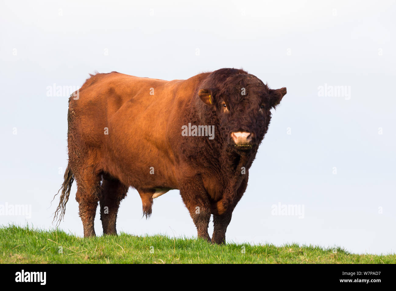 Bull in farmer's field, Islay, Scotland, UK Stock Photo - Alamy