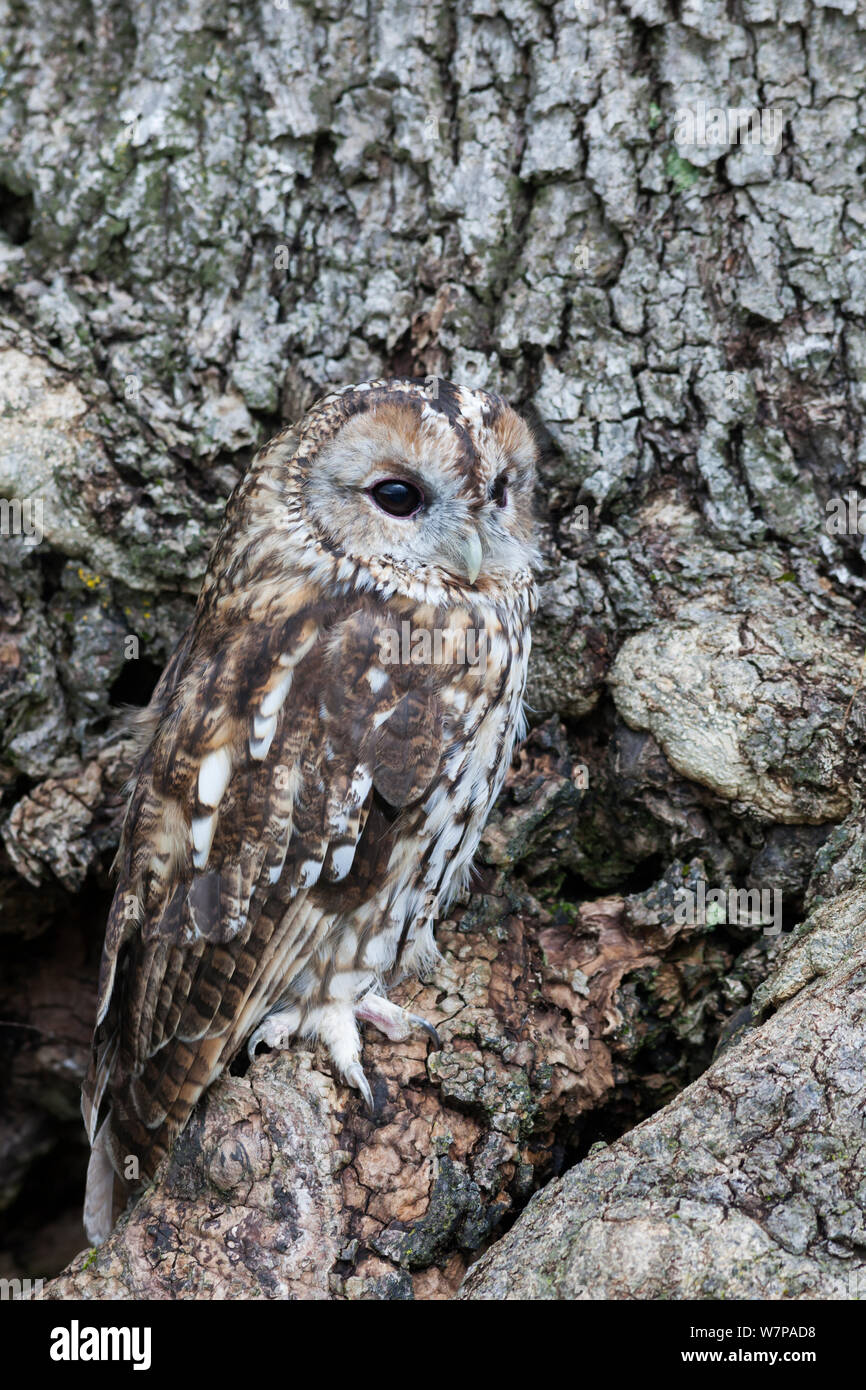 Tawny owls tree hi-res stock photography and images - Alamy