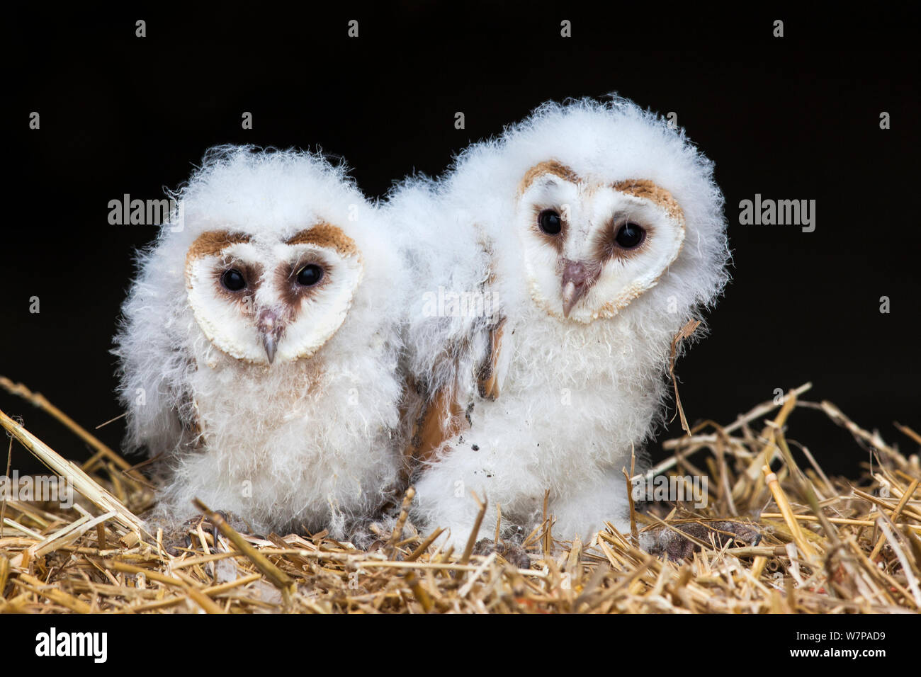 Barn Owl Chick