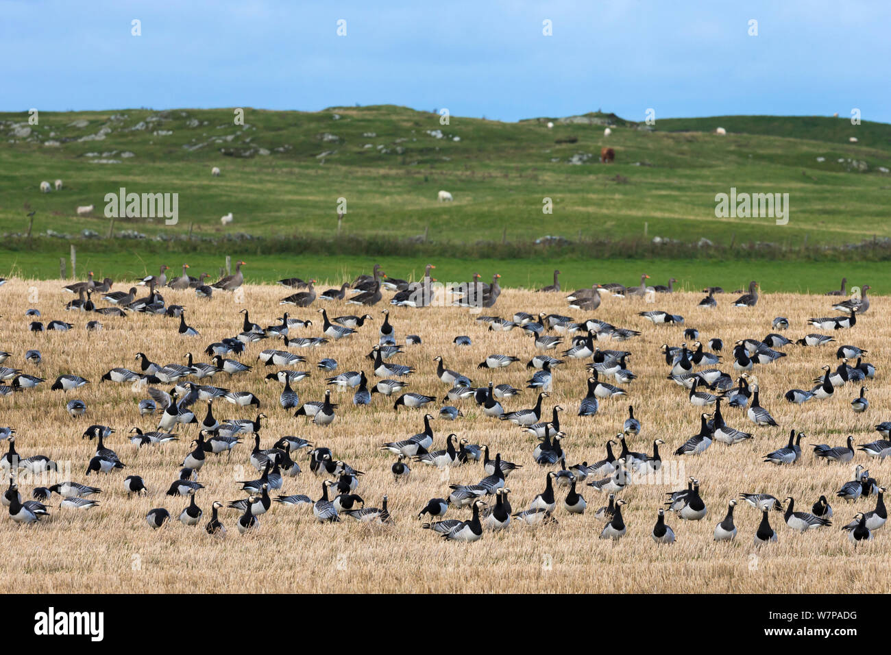 Islay birds hi-res stock photography and images - Alamy