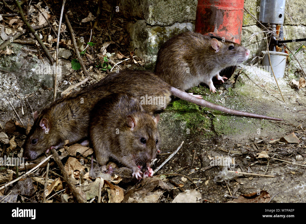 Urban rodents hi-res stock photography and images - Alamy