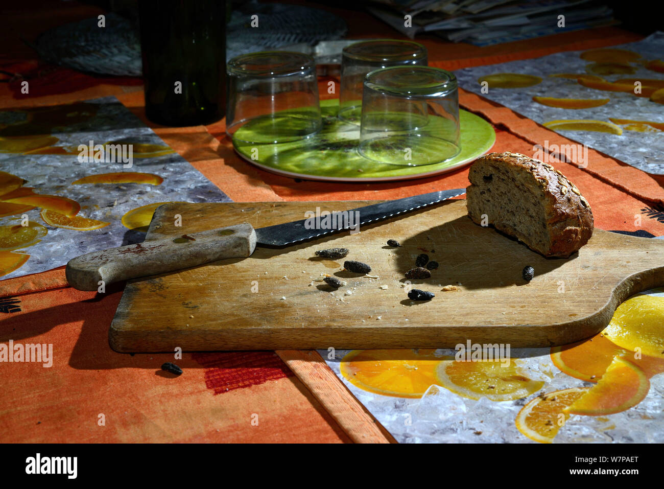 Brown rat (Rattus norvegicus) droppings on bread board, France, March ...