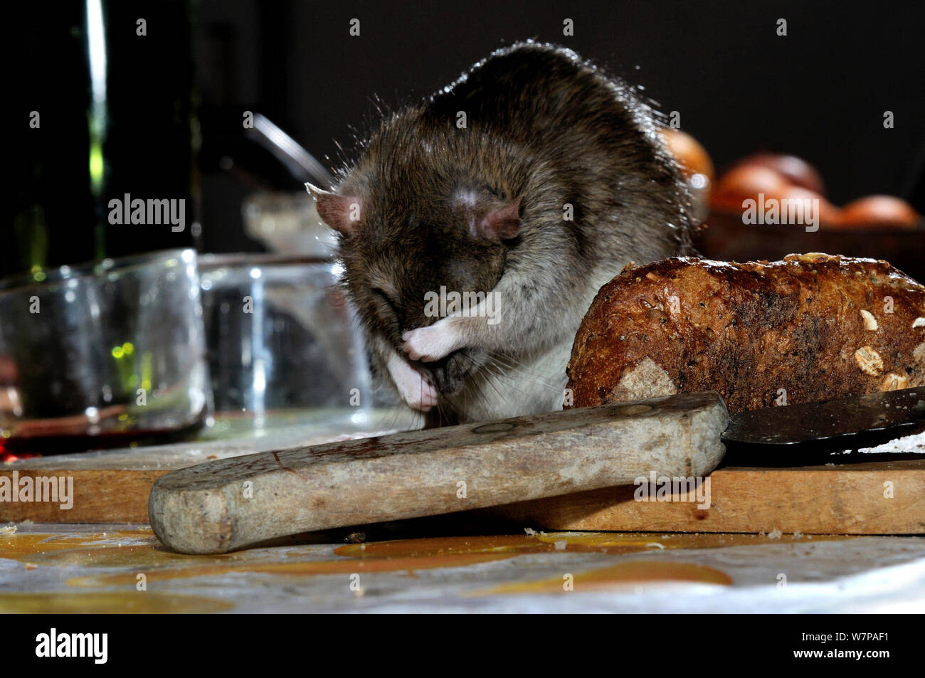 Brown rat (Rattus norvegicus) grooming on table with food, France ...