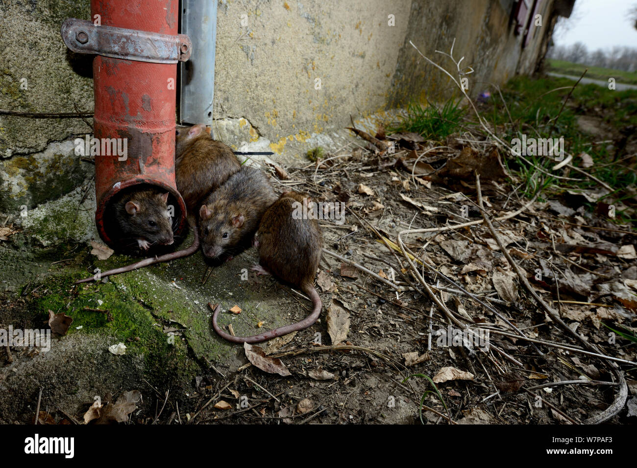 Brown rats (Rattus norvegicus) by drainpipe, France, March Captive ...