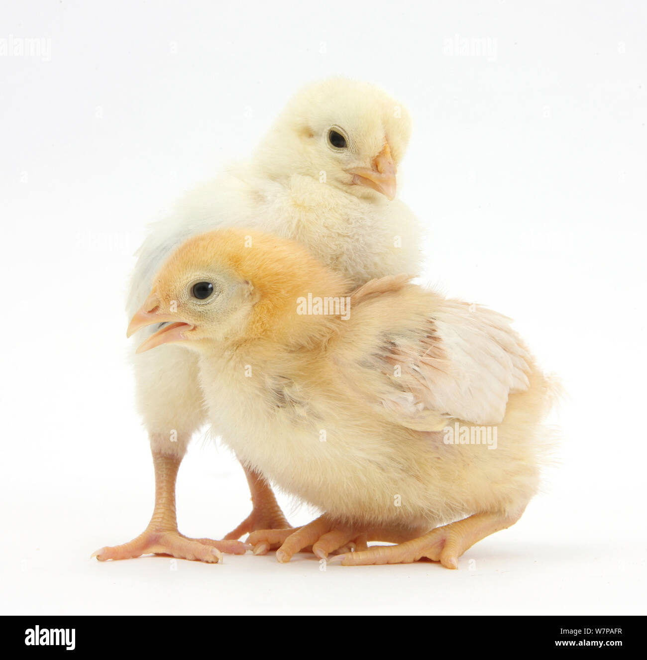 Yellow Bantam chicks Stock Photo - Alamy
